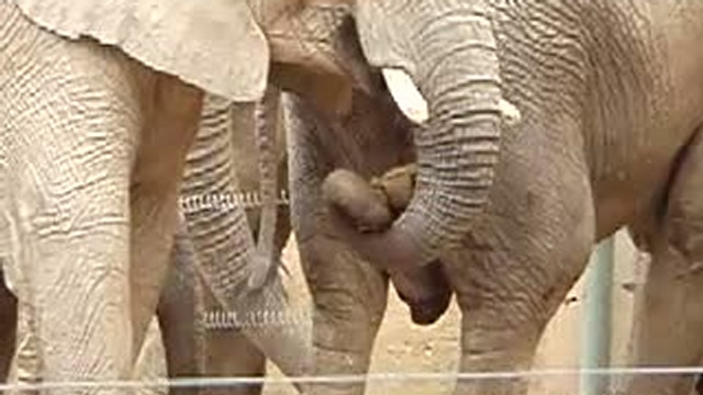 Слон-копро 0059 xDD жесть СМЕХОТА и СТРАХОТА (Видео, video) самая