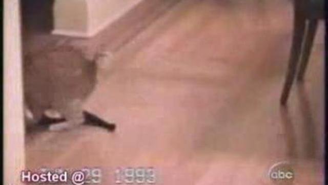 Прикольные кошки