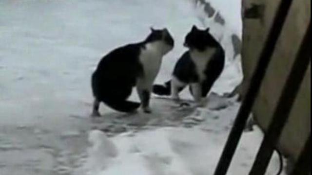 Кошачий серьезный разговор