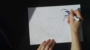 Как нарисовать собаку Бигль