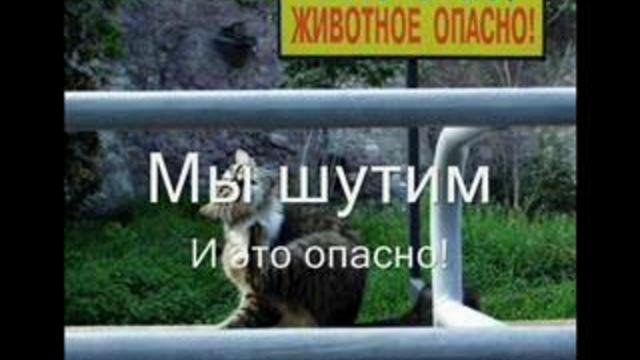 Весёлое видео котяр